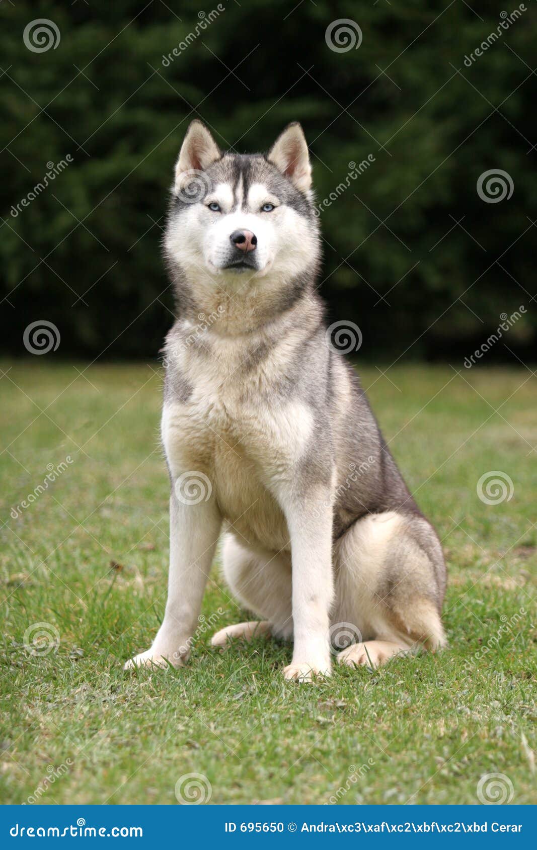 Husky sitting stock photo. Image of silent, angry, sitting - 695650