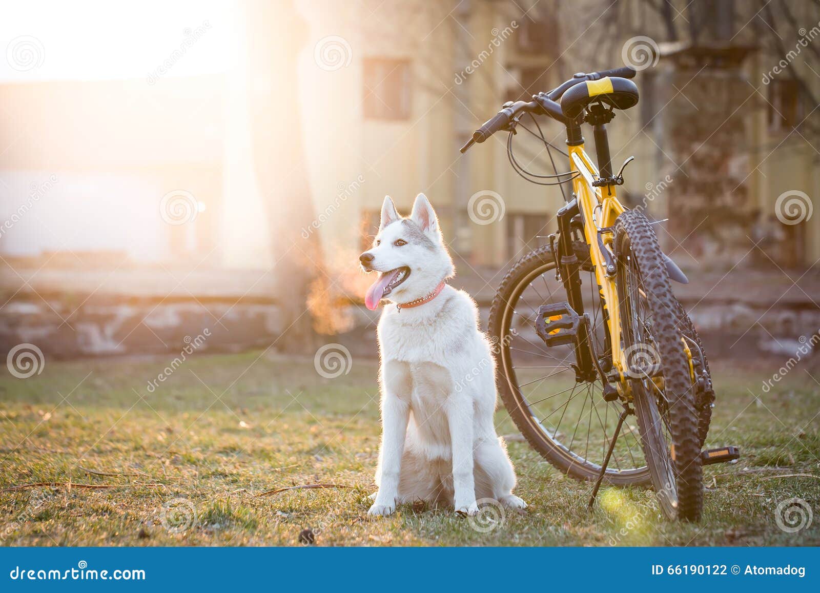 298 Husky Bike Stock Photos - Free & Royalty-Free Stock Photos from ...