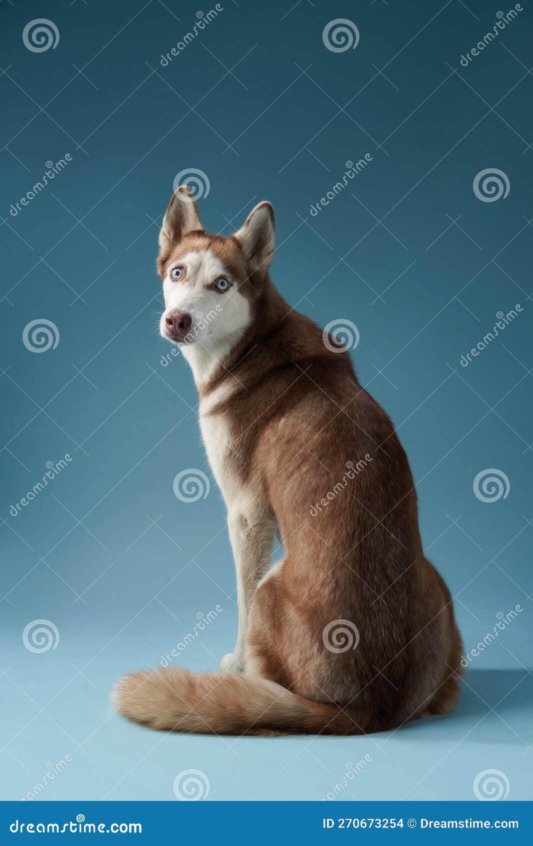 Husky on a Blue Background. Dog in the Studio Stock Photo - Image of ...
