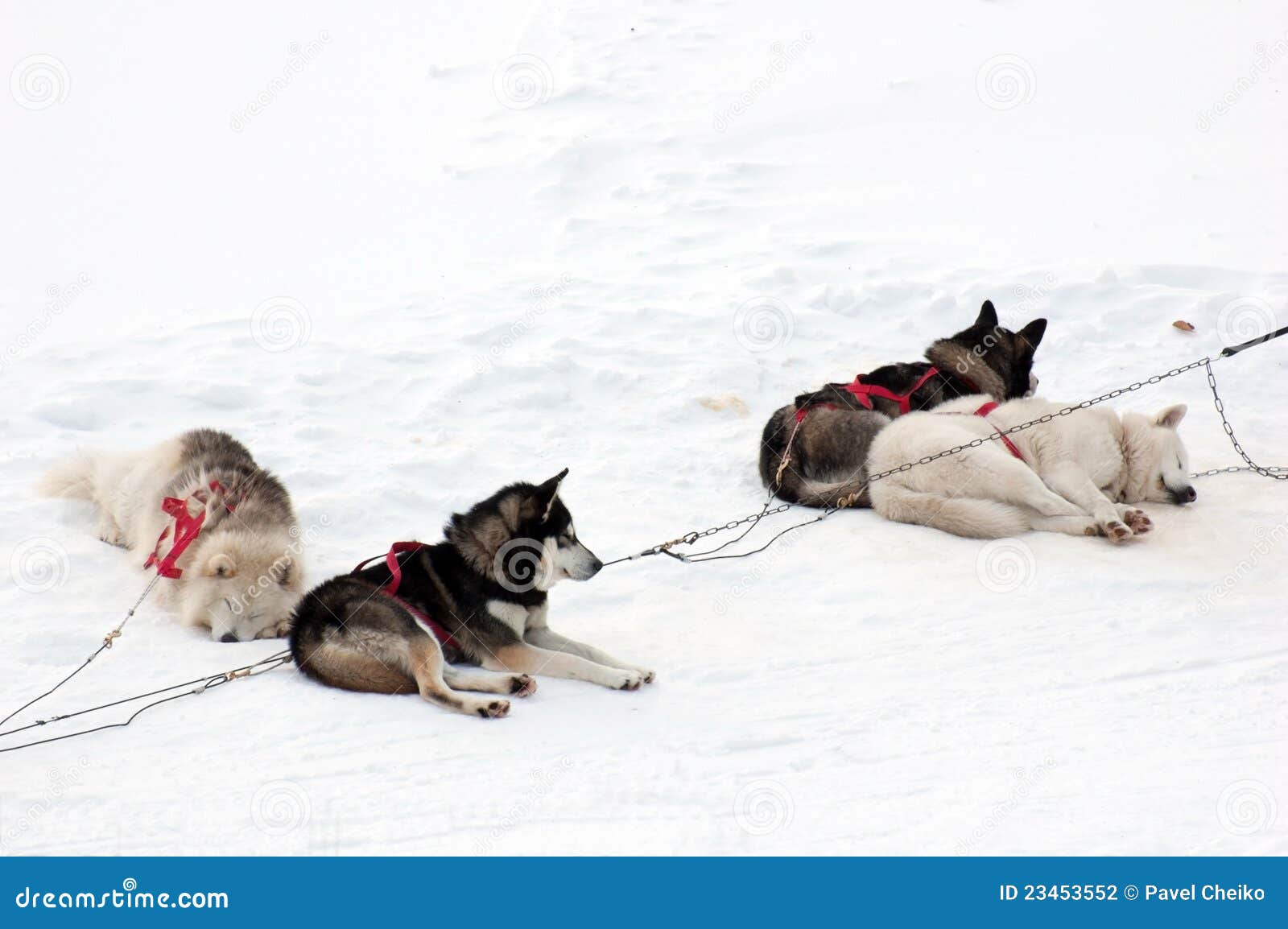 Husky sled dogs stock photo. Image of leash, pets, sledge - 23453552