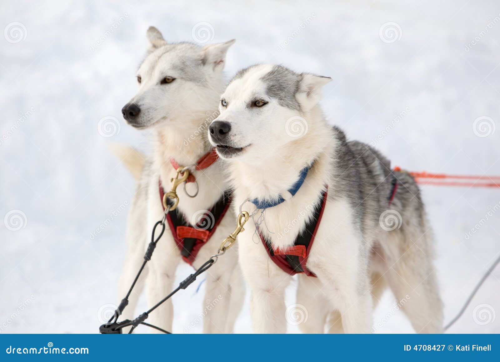 Husky sled-dogs stock image. Image of white, animal, pulling - 4708427