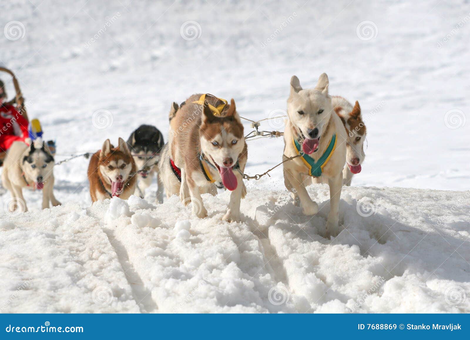 Husky sled dogs stock image. Image of nature, lovely, animal - 7688869