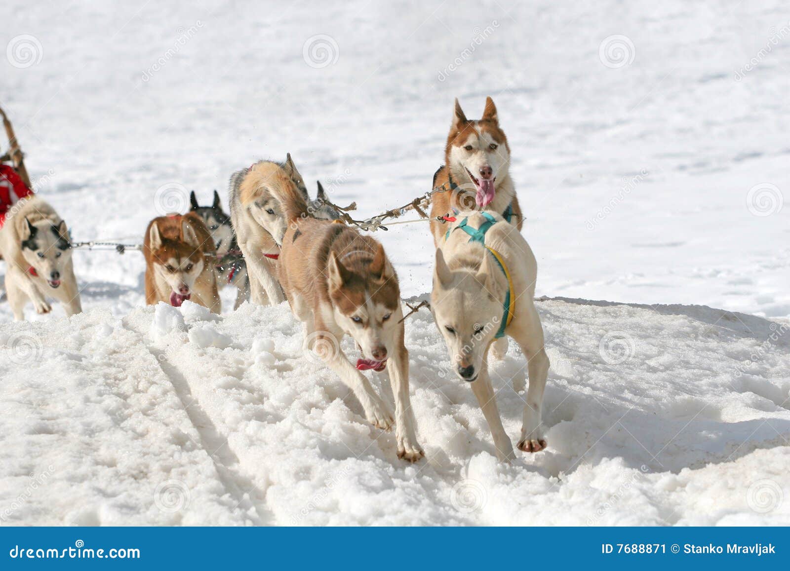 Husky sled dogs stock image. Image of husky, nose, doggy - 7688871