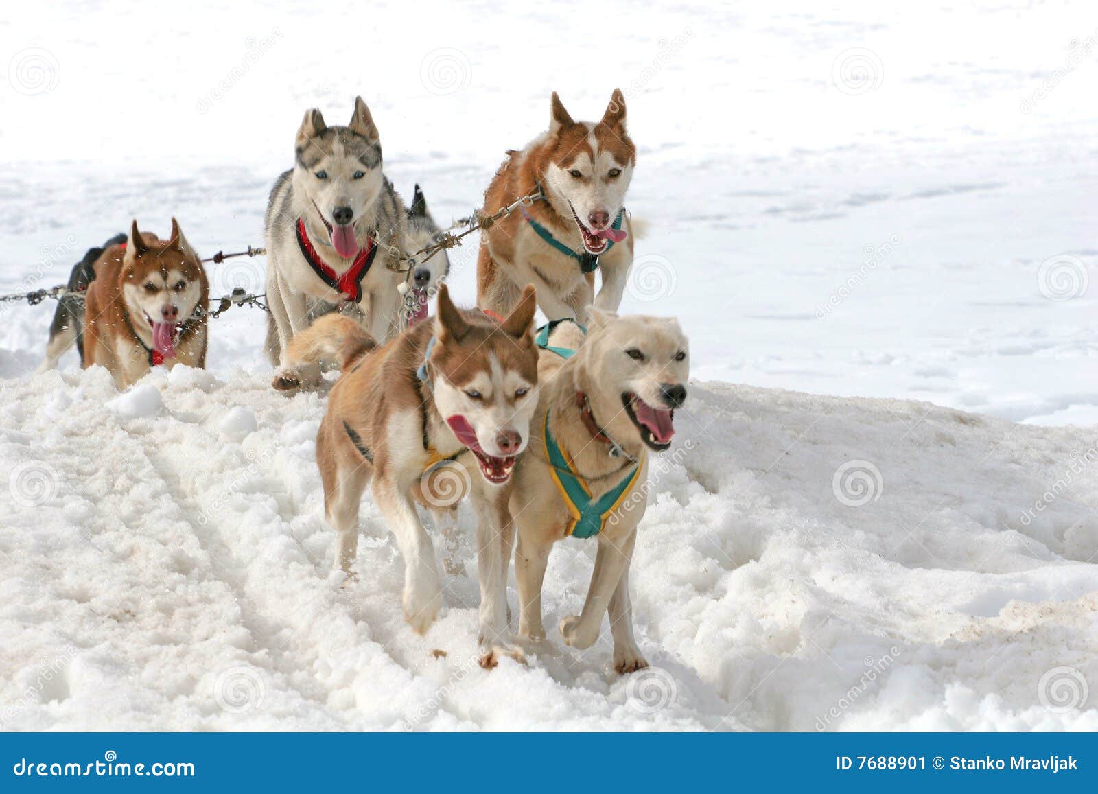 Husky sled dogs stock image. Image of portrait, look, domestic - 7688901