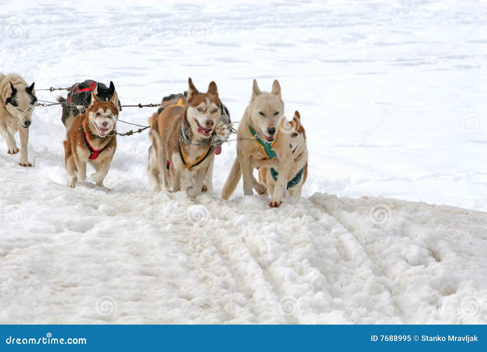 Husky sled dogs stock image. Image of occupied, scare - 7688995