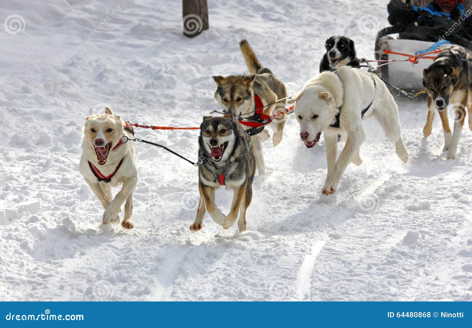 Husky sled dogs stock photo. Image of friend, group, carriage - 64480868
