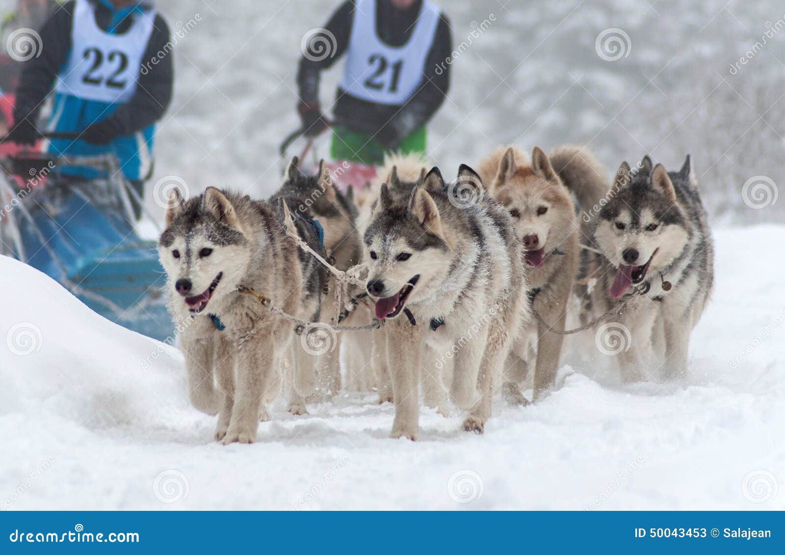 Husky sled race stock image. Image of musher, drive, snow - 50043453