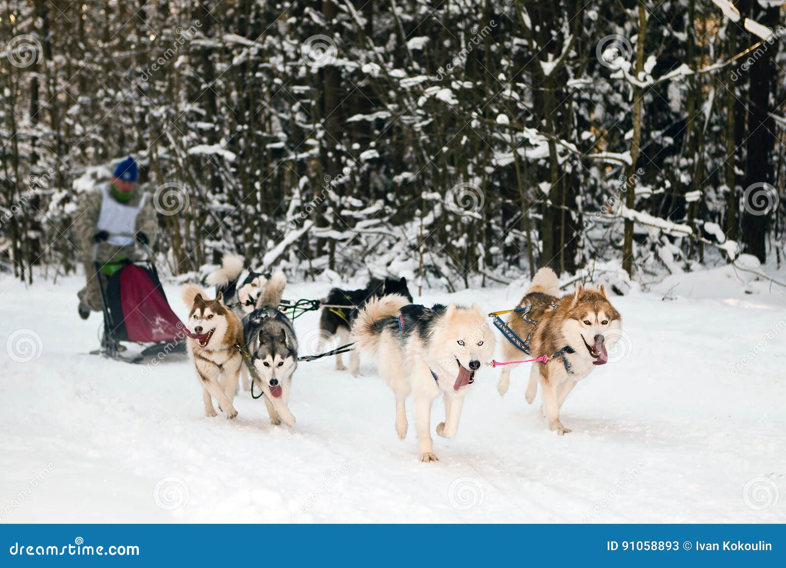 Husky sled racing stock image. Image of sled, animal - 91058893