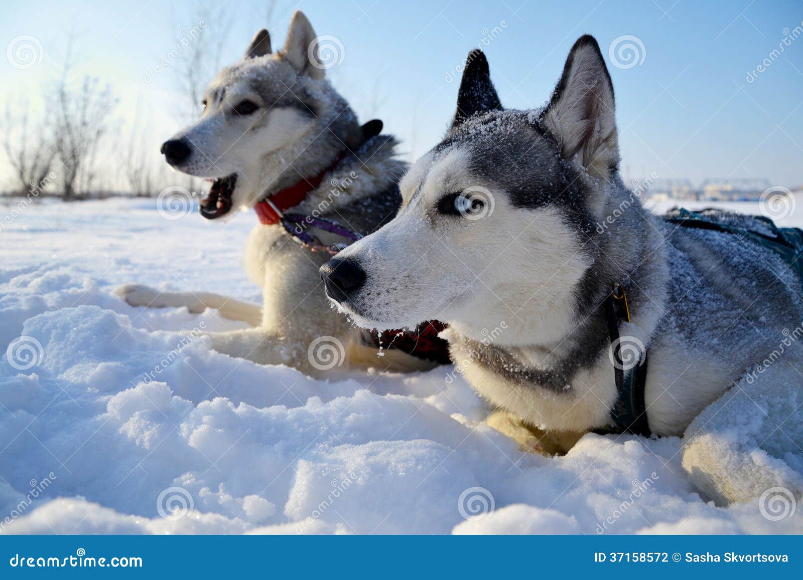 Husky sled in the snow stock photo. Image of fluffy, husky - 37158572