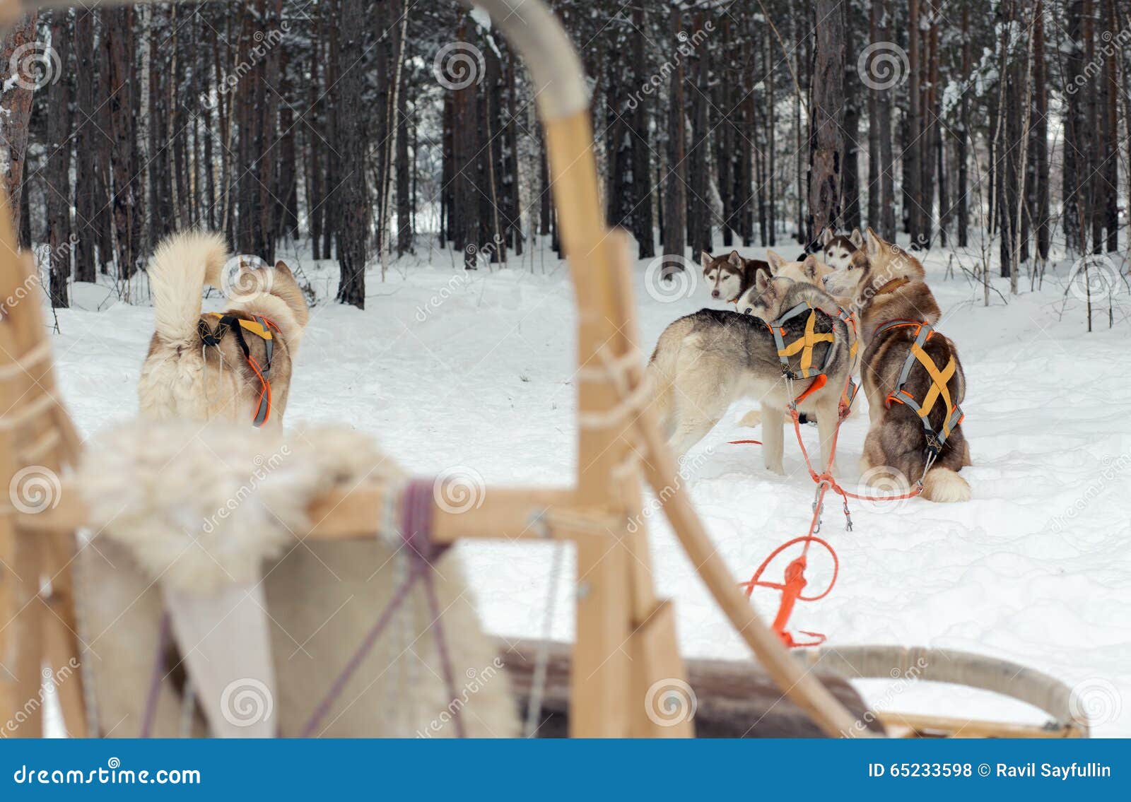 Husky Sledge in Forest Winter Landscape Stock Photo - Image of mountain ...