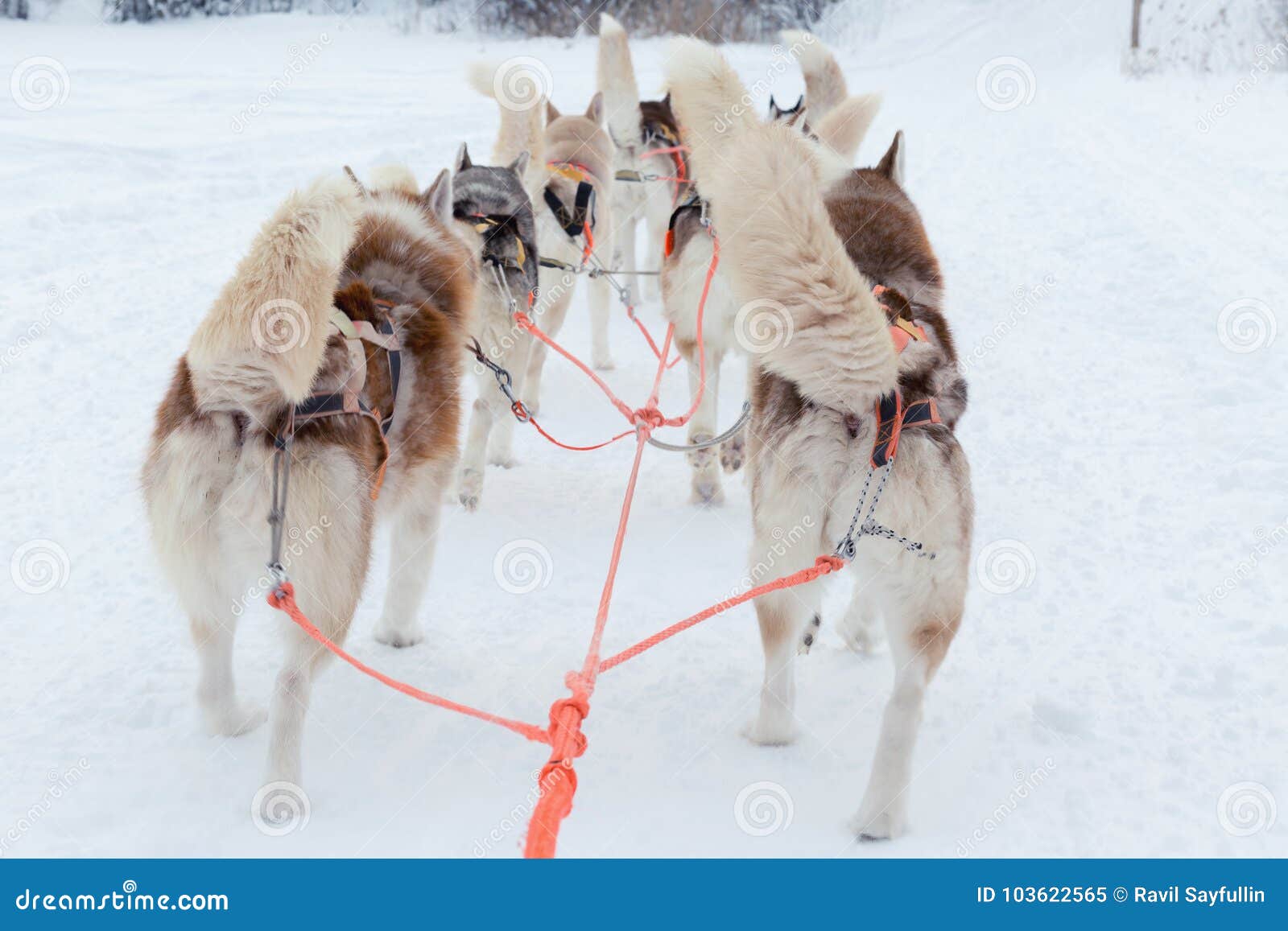 Husky sledge in winter stock image. Image of frozen - 103622565