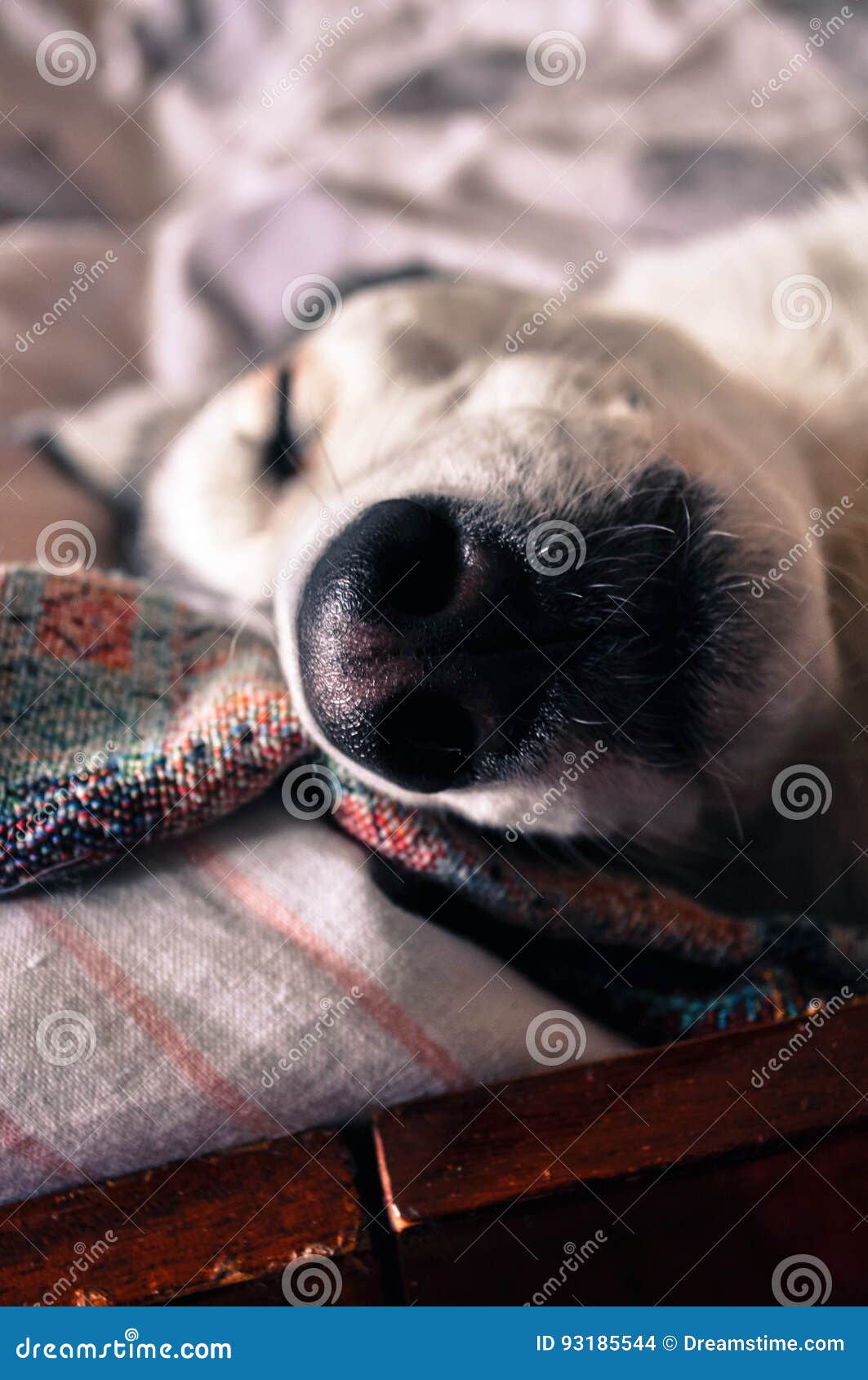 Husky stock photo. Image of cute, sweet, husky, dreamy - 93185544
