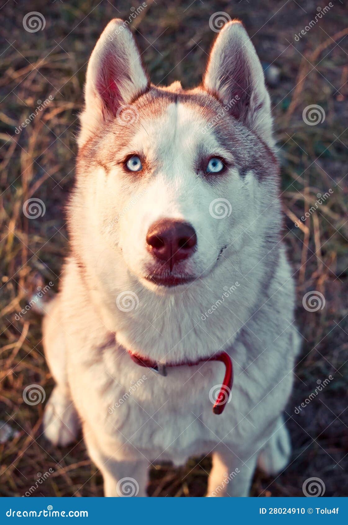 Husky smile stock photo. Image of park, field, friend - 28024910