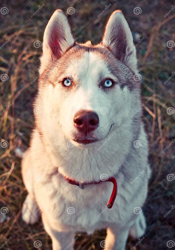 Husky smile stock photo. Image of park, field, friend - 28024910