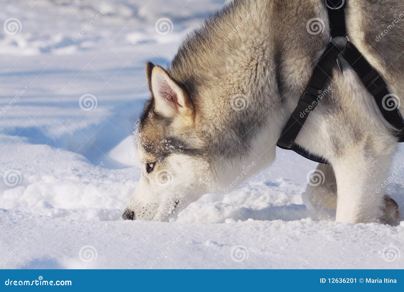 Husky in snow stock image. Image of husky, domestic, alaskan - 12636201