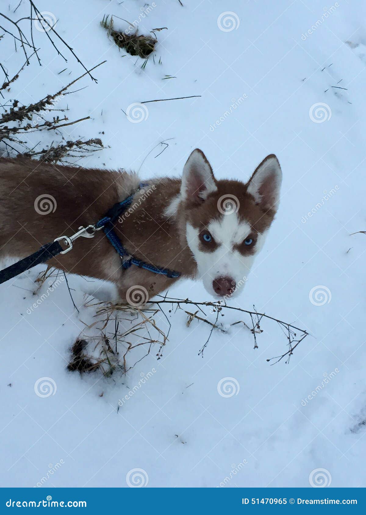 Husky in the Snow stock image. Image of snow, husky, time - 51470965
