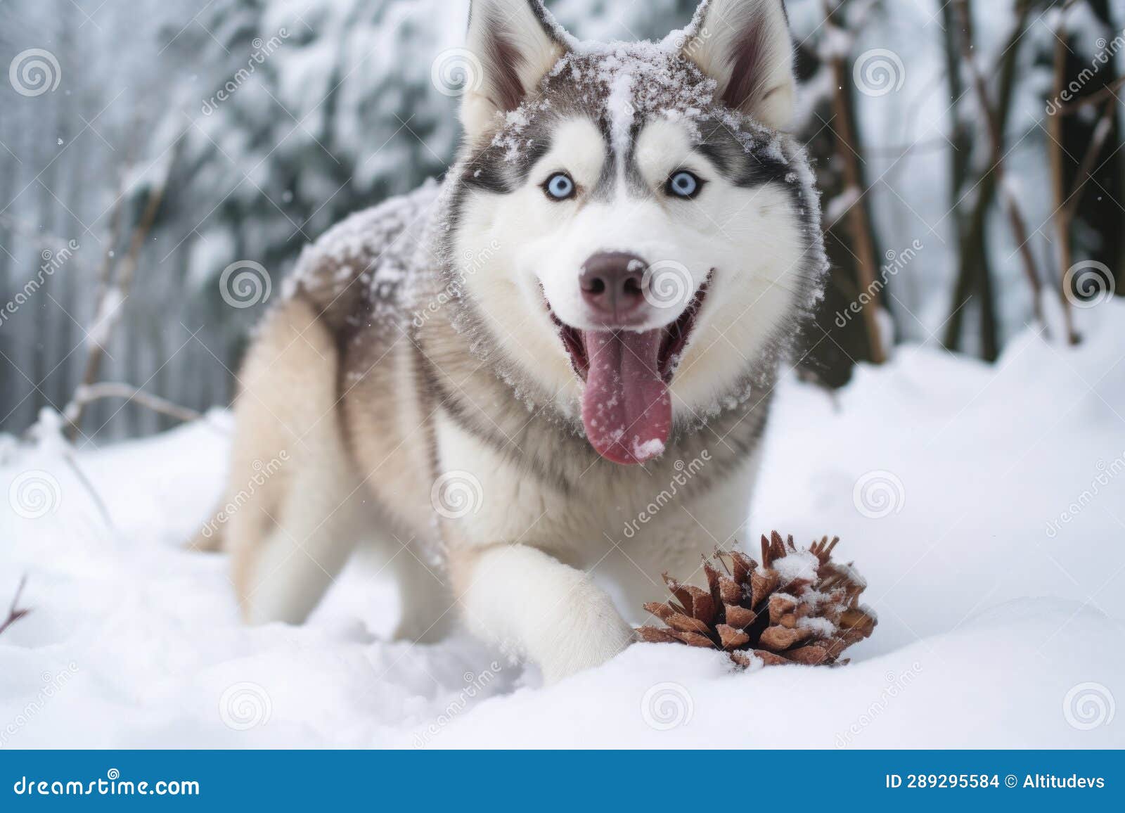 A Husky in the Snow, Playfully Biting at Its Tail Stock Photo - Image ...