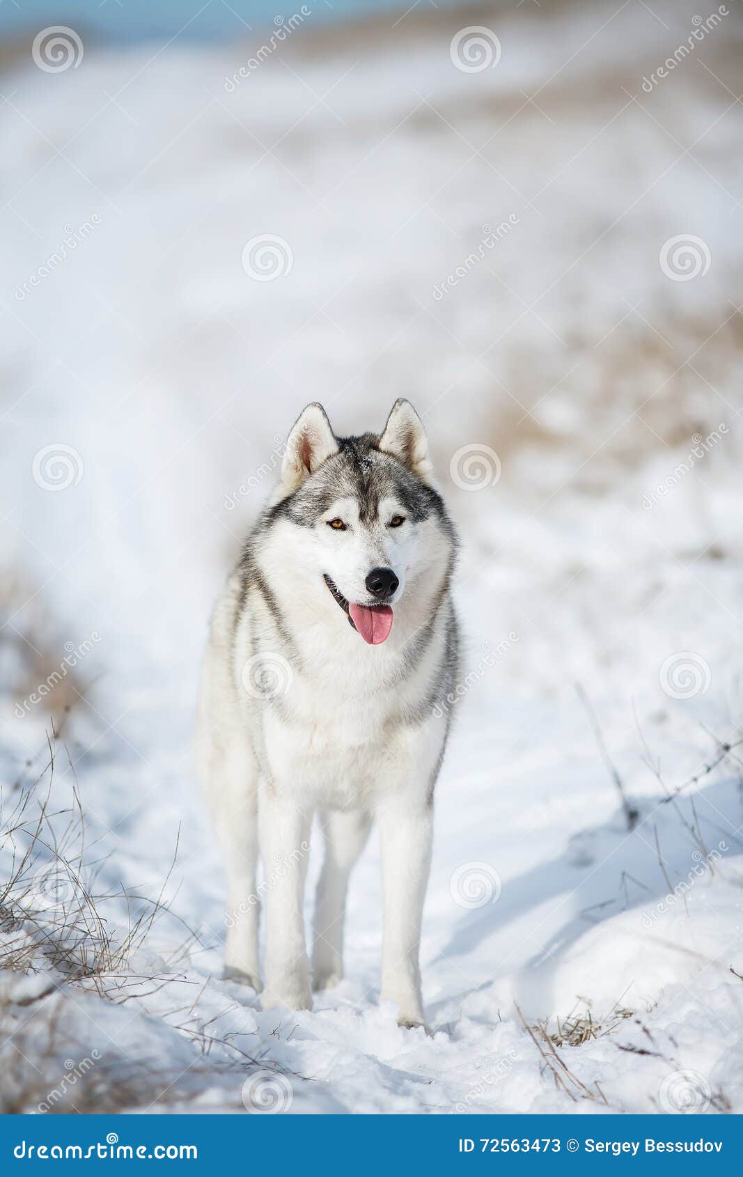 Husky in the snow stock image. Image of furry, field - 72563473