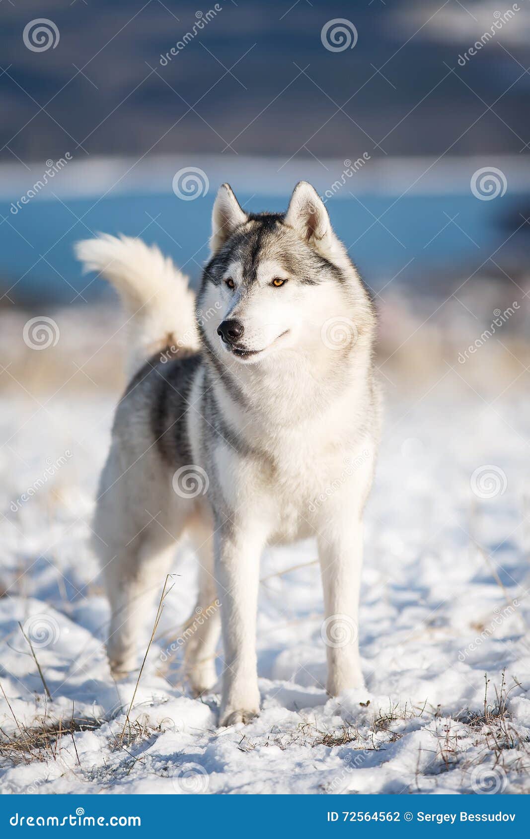 Husky in the snow stock photo. Image of park, adorable - 72564562