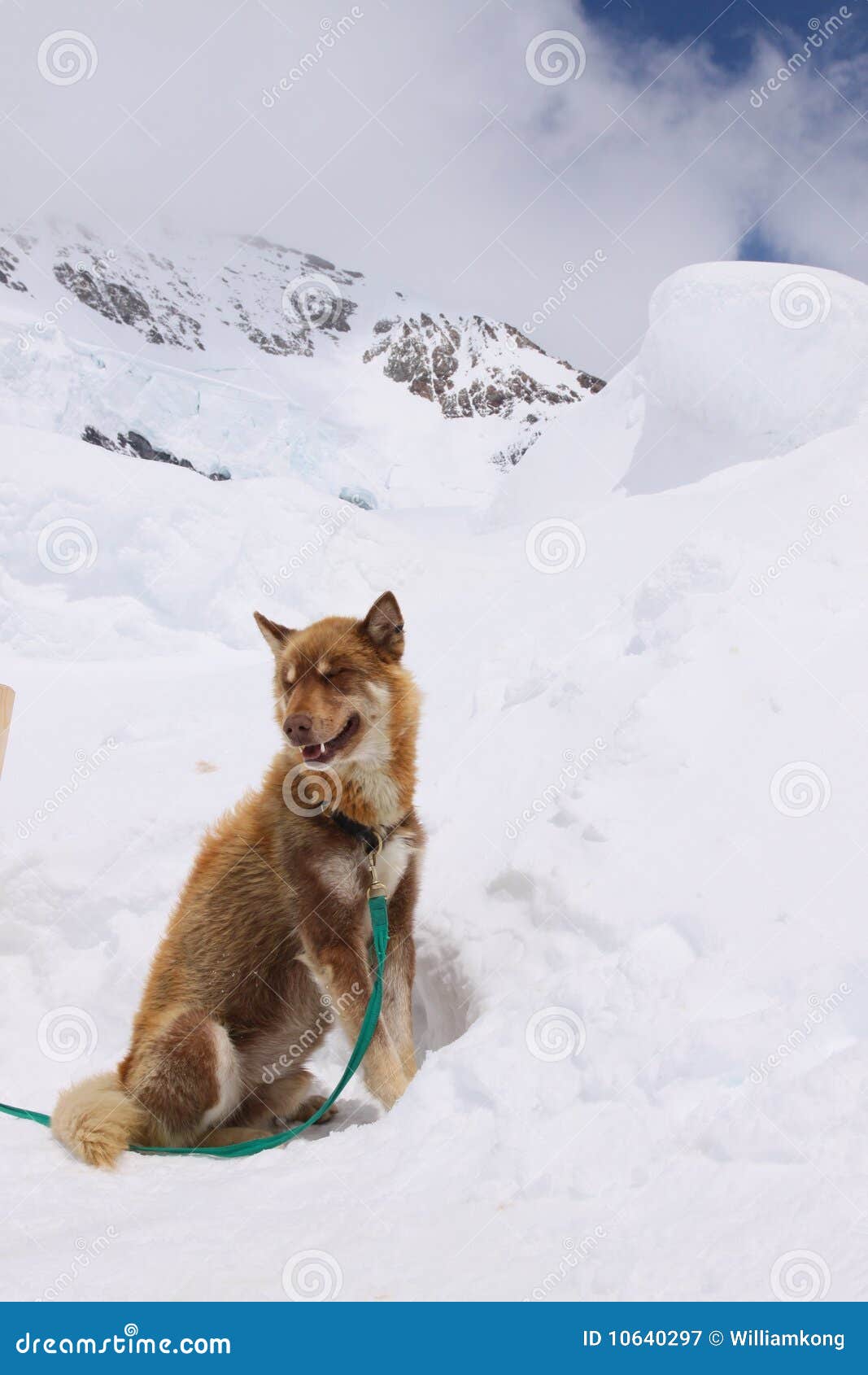 Husky in snowy mountain stock image. Image of snow, mammal - 10640297