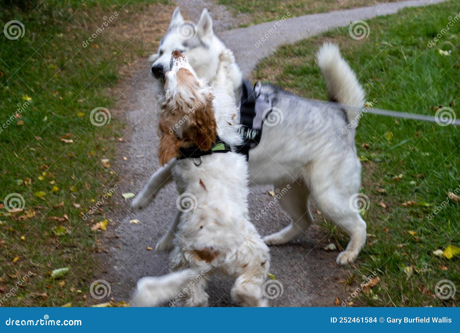 Husky and Spaniel playing stock photo. Image of outdoors - 252461584