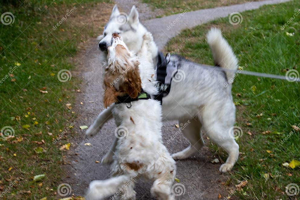Husky and Spaniel playing stock photo. Image of outdoors - 252461584