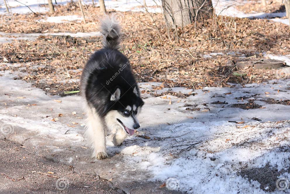 Husky in spring forest stock image. Image of forest, dogs - 68661907