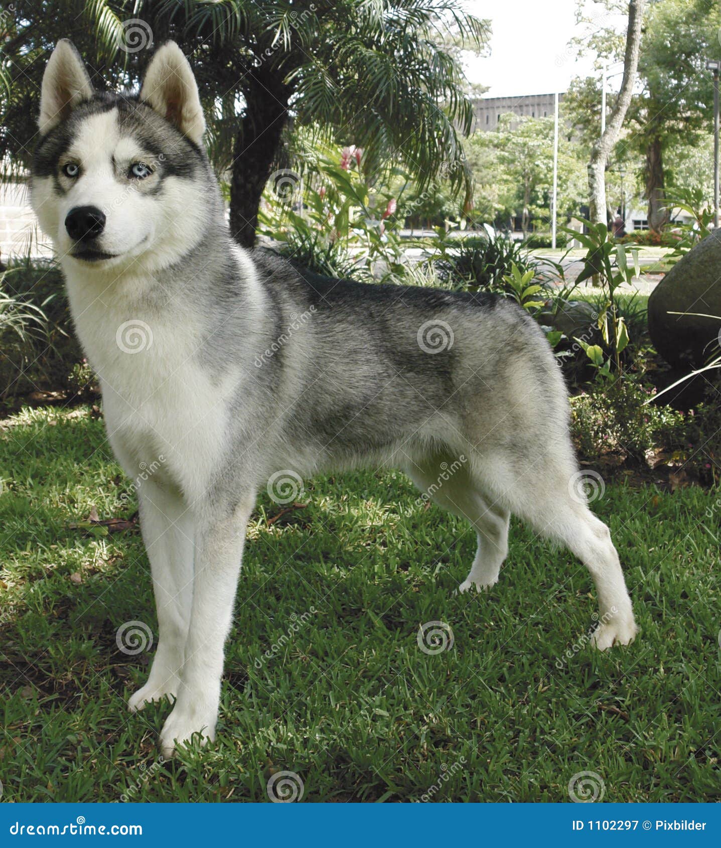Husky standing stock image. Image of groomed, grooming - 1102297