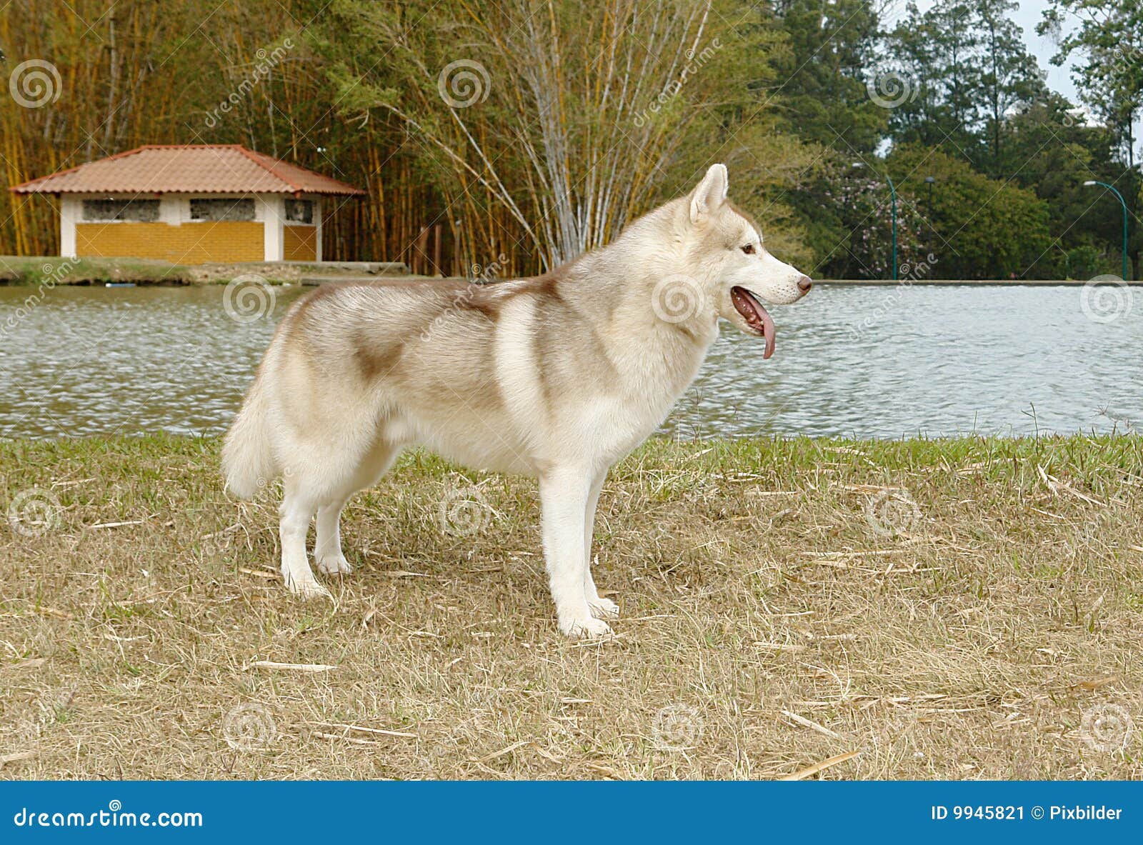 Husky standing stock image. Image of brown, cute, stand - 9945821
