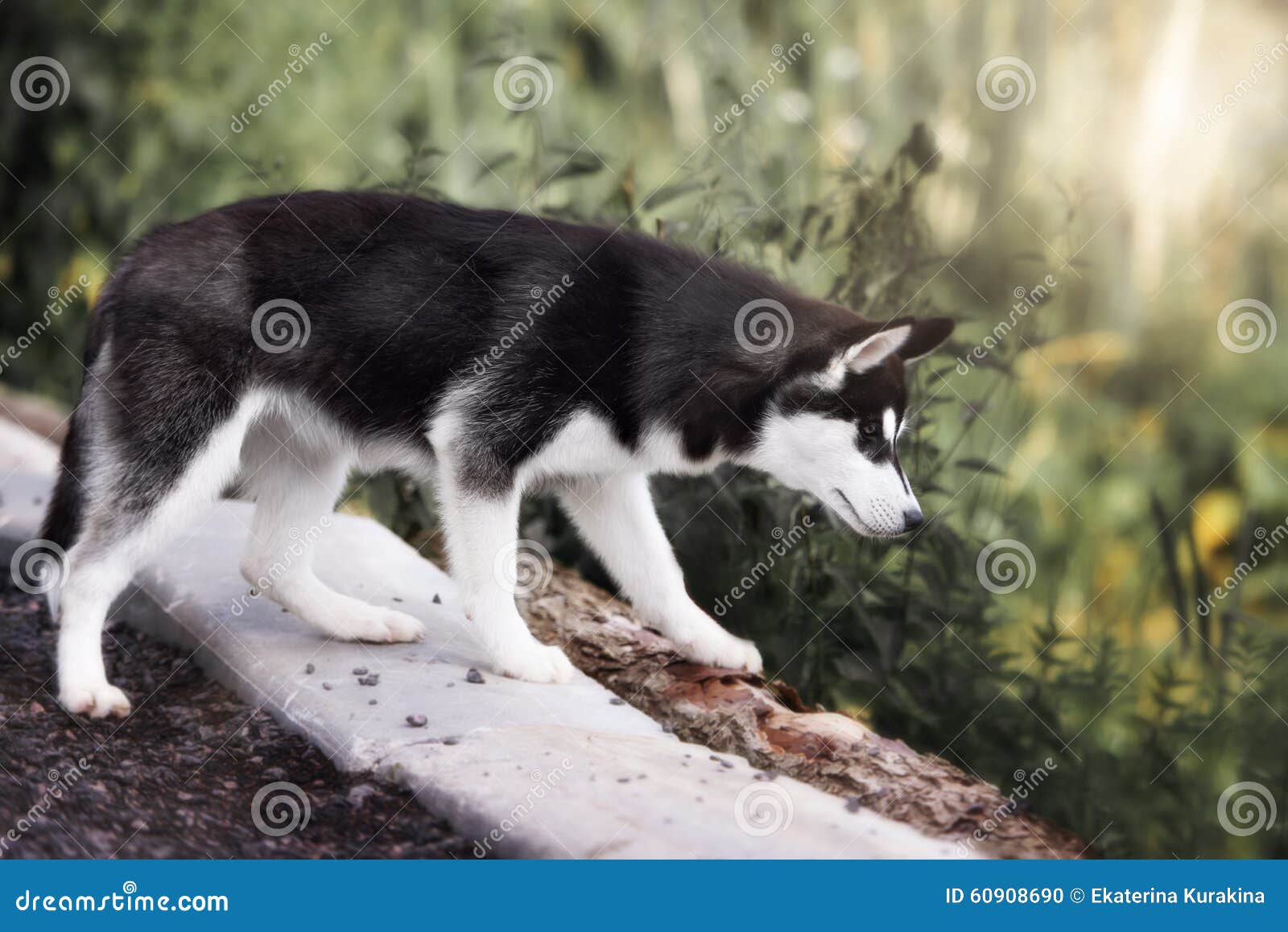 Husky Standing on the Brink Stock Photo - Image of boreal, mammal: 60908690 Husky Standing on the Brink Stock Photo - Image of boreal, mammal: 60908690