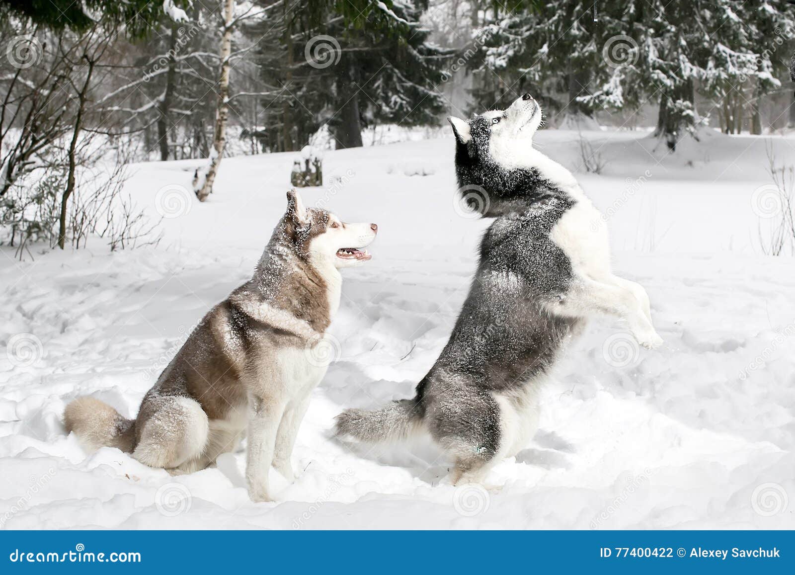 Husky Standing on Its Hind Legs. Snow. Winter Stock Photo - Image of ...