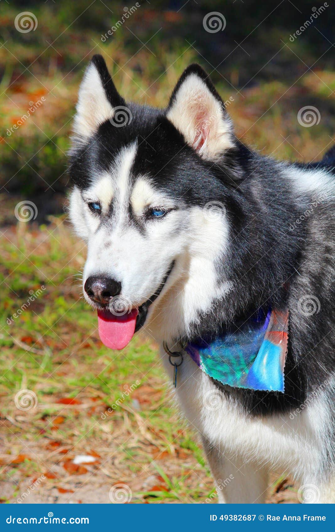 Husky Standing Outside in Sunshine. Stock Image - Image of snout, hair ...