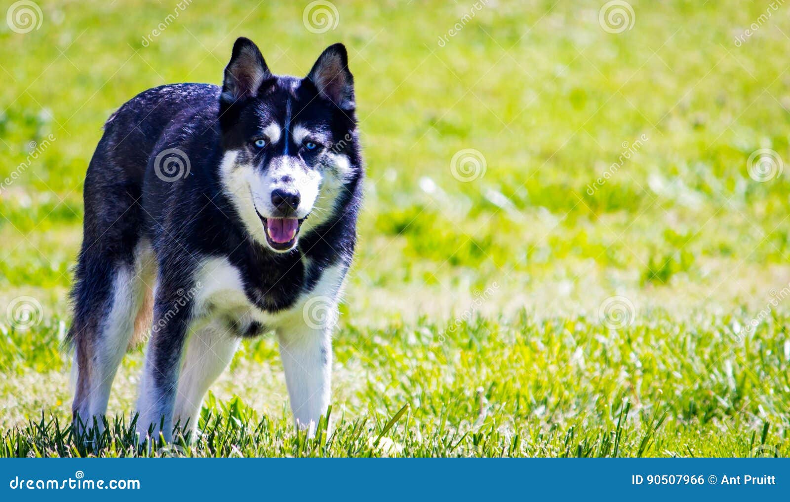 Husky Stare stock photo. Image of warning, animal, security - 90507966
