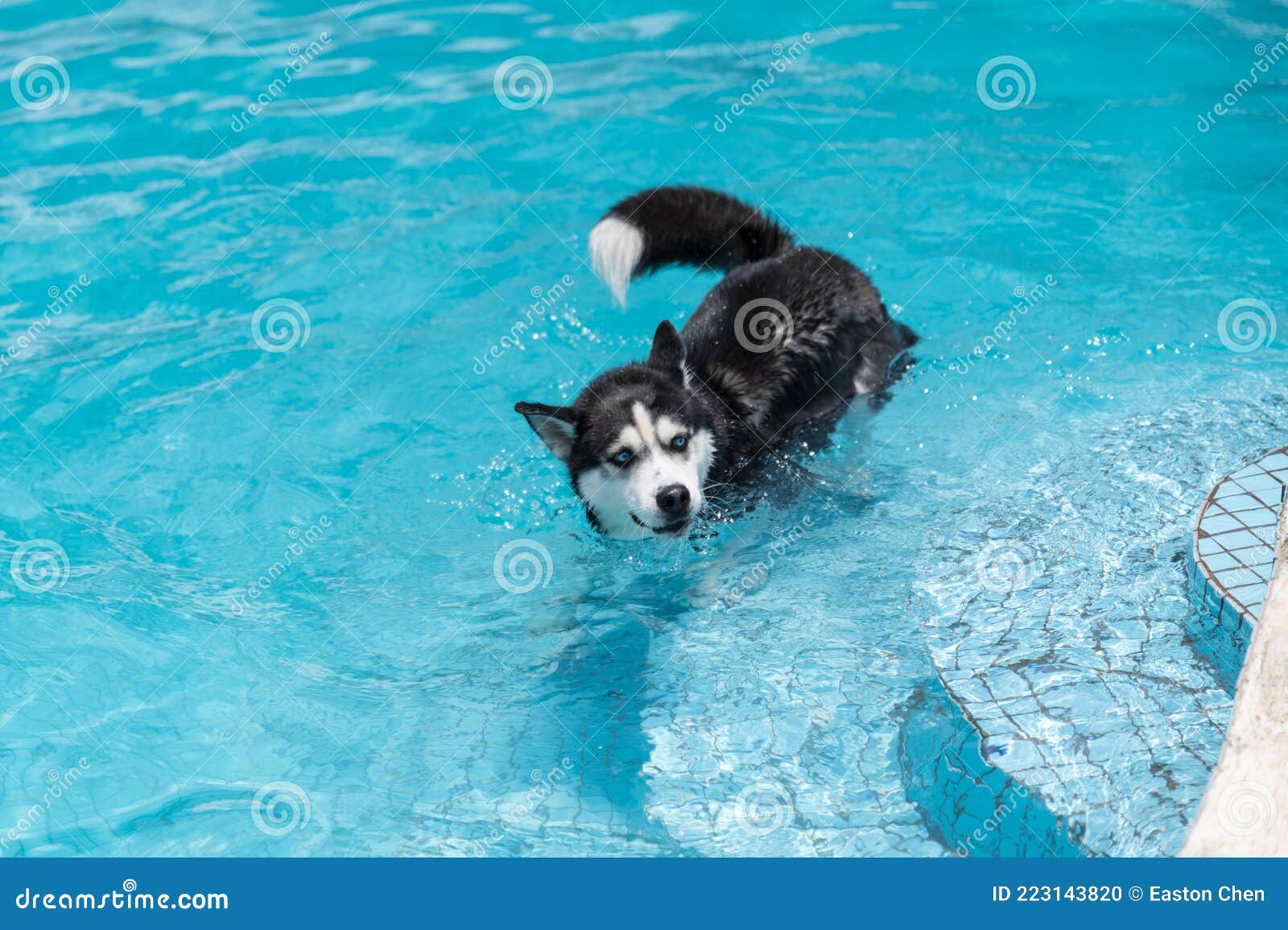 Husky swimming in the pool stock photo. Image of cute - 223143820