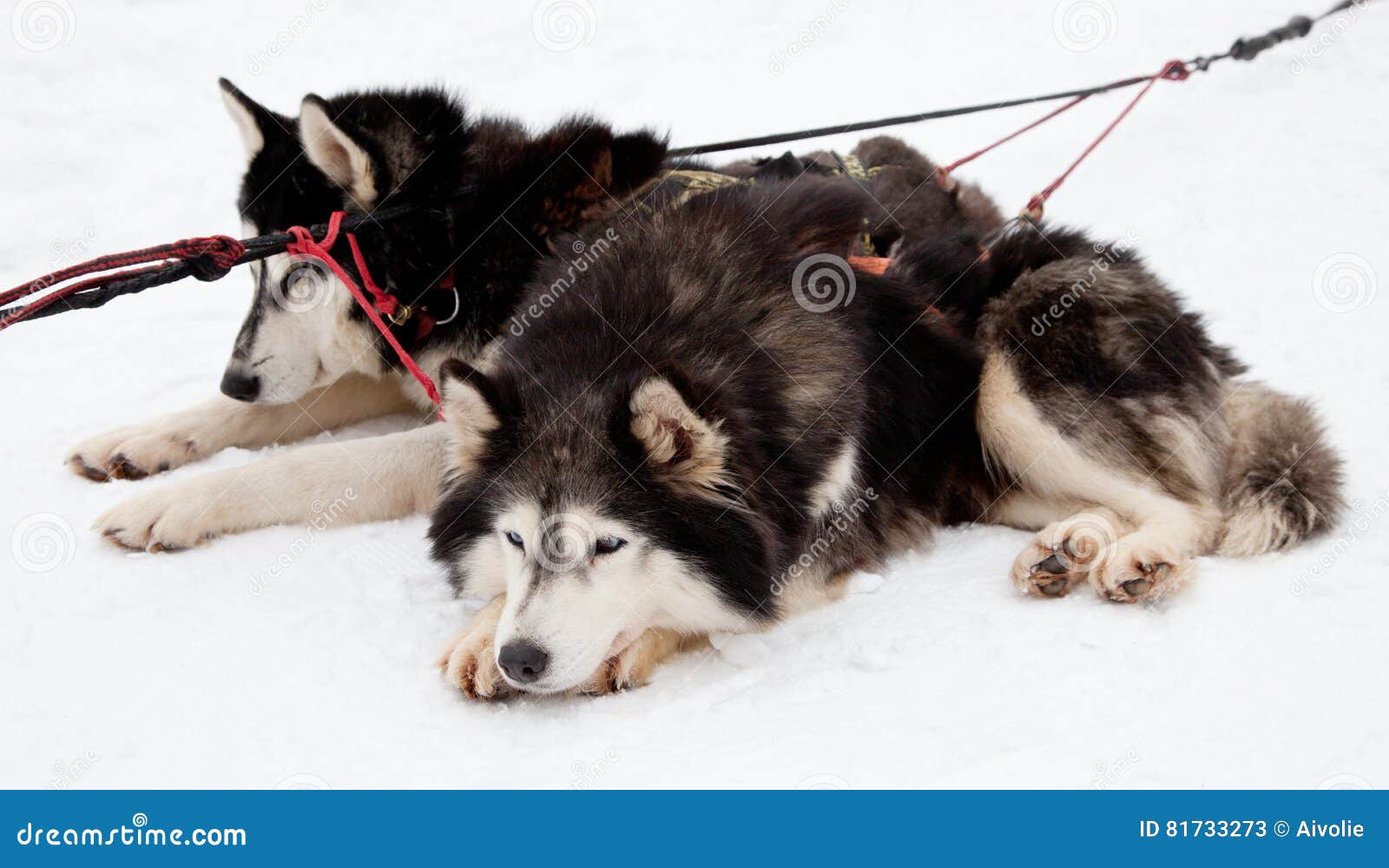 Husky team stock image. Image of nature, lying, black - 81733273