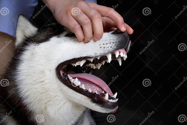 Husky teeth stock photo. Image of teeth, bite, dental - 4929476