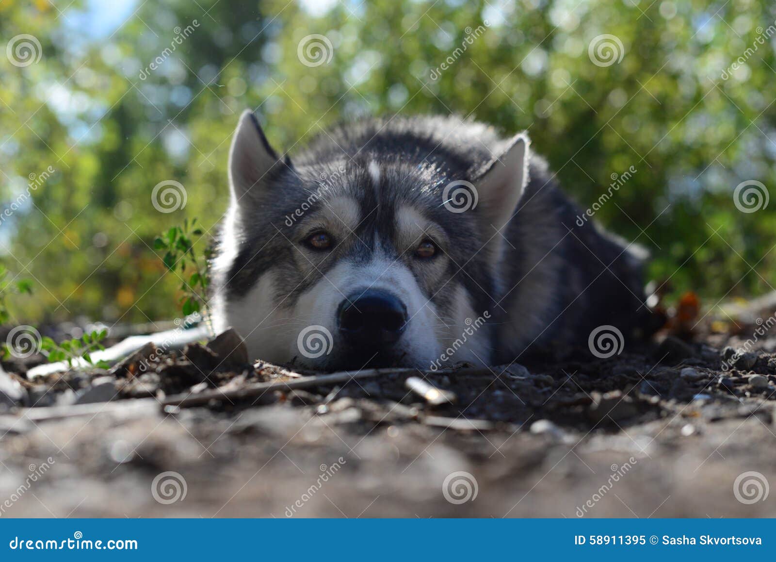 Husky tired stock image. Image of lying, purebred, head - 58911395