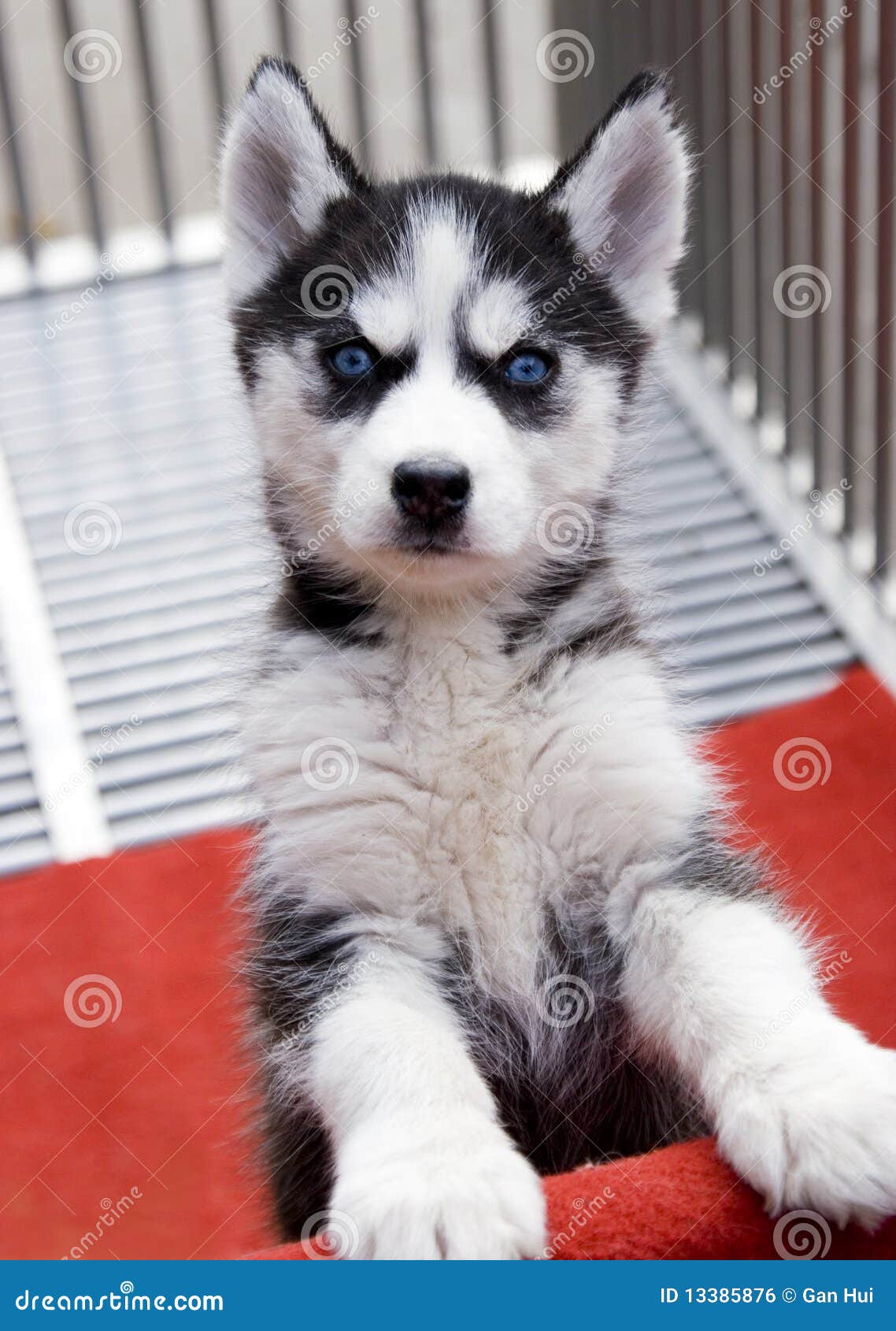 Husky valp arkivfoto. Bild av lightheaded, vitt, brigham - 13385876