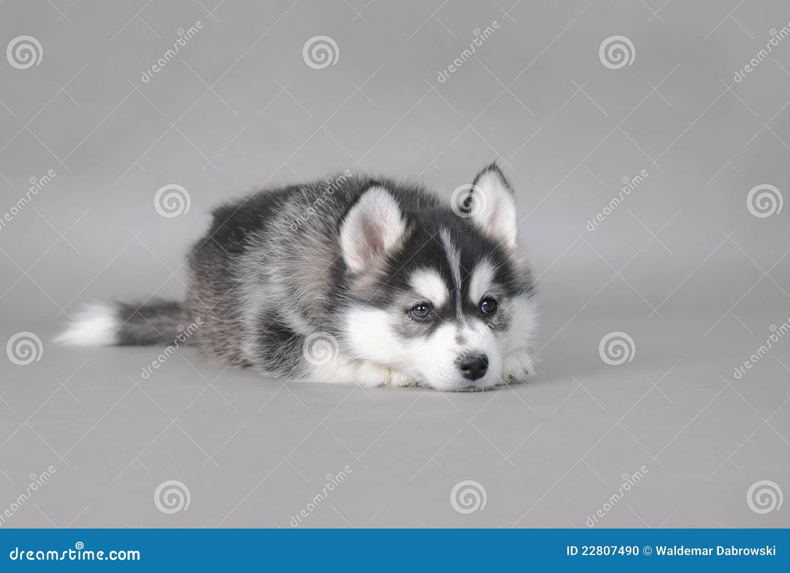 Husky valp arkivfoto. Bild av ligga, medf8ort, renrasig - 22807490