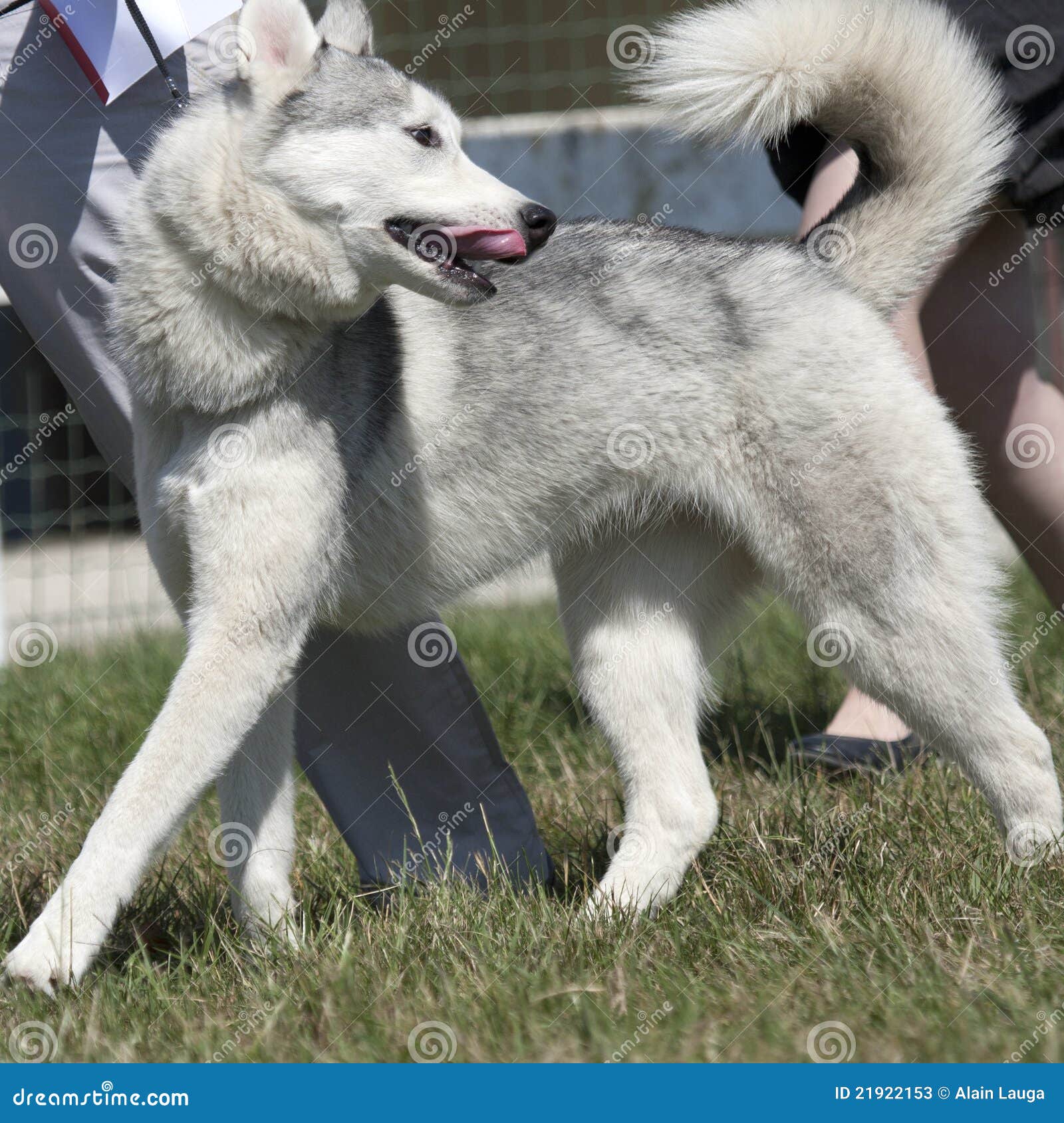 Husky walking stock image. Image of grey, head, obedient - 21922153