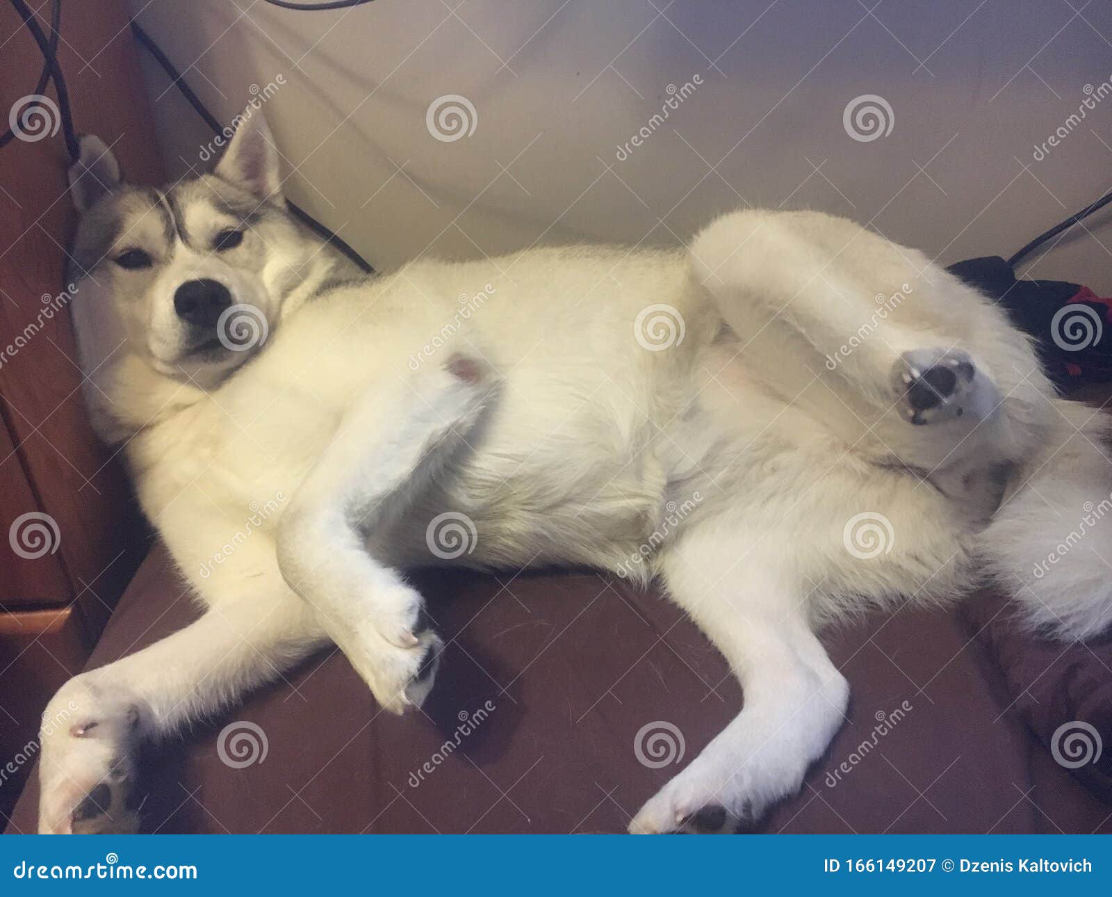 Husky Watching for you stock image. Image of fire, love - 166149207