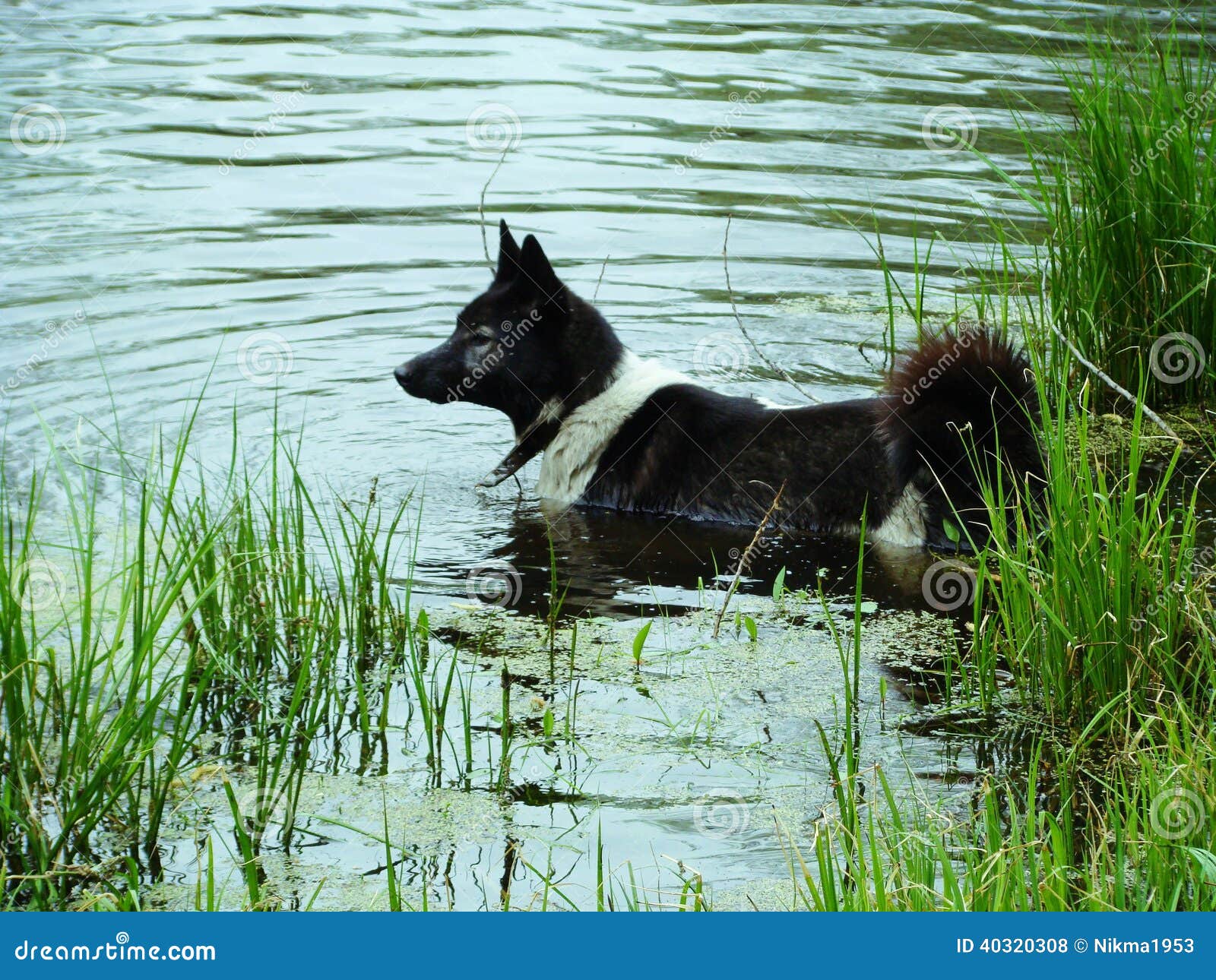Husky in water stock photo. Image of animal, young, river - 40320308