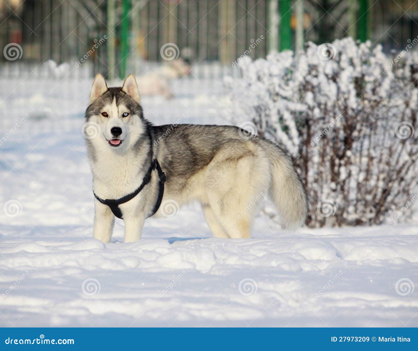 Husky in winter stock image. Image of play, blue, pretty - 27973209
