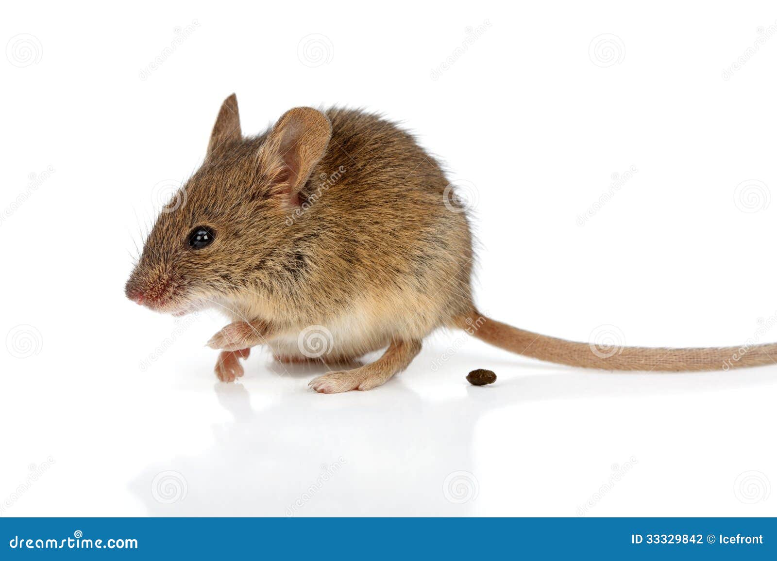 Husmus (den Mus Musculusen) Arkivfoto - Bild av skitit, angus: 33329842