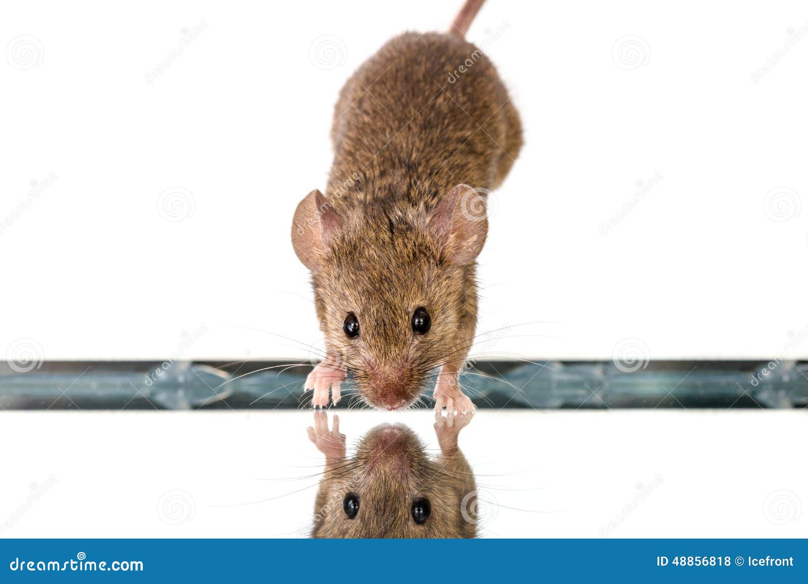 Husmus (den Mus Musculusen) Som Ner Hoppar Arkivfoto - Bild av ...