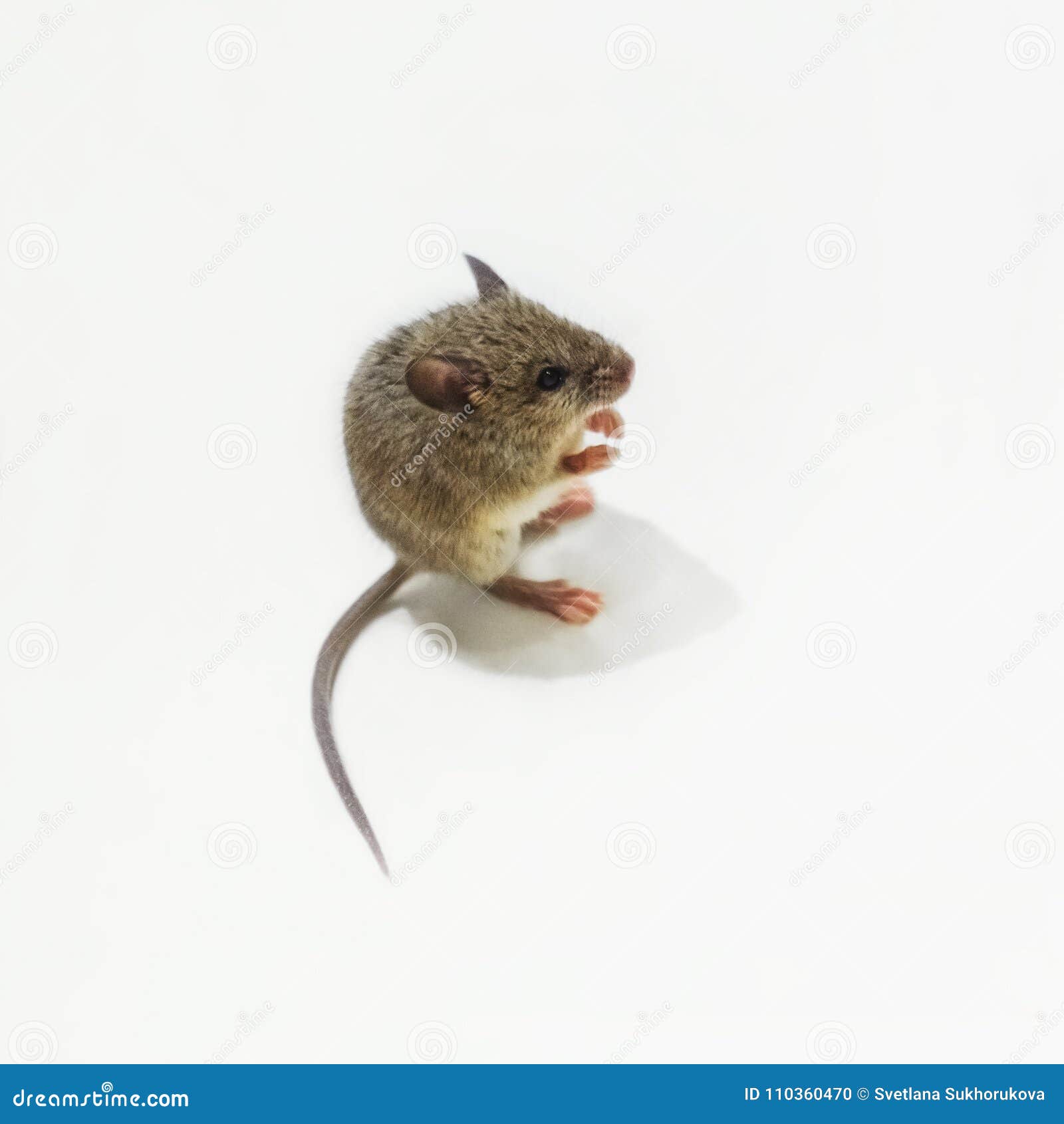 Husmus - Mus Musculus arkivfoto. Bild av stängning, fyrkant - 110360470