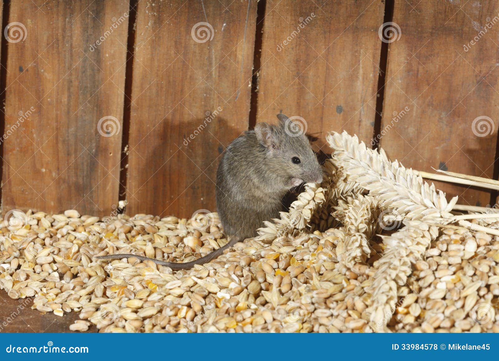 Husmus, Mus musculus, arkivfoto. Bild av skjul, däggdjur - 33984578