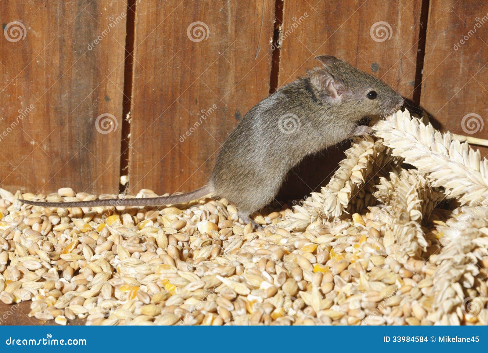 Husmus, Mus musculus, arkivfoto. Bild av bygger, däggdjur - 33984584