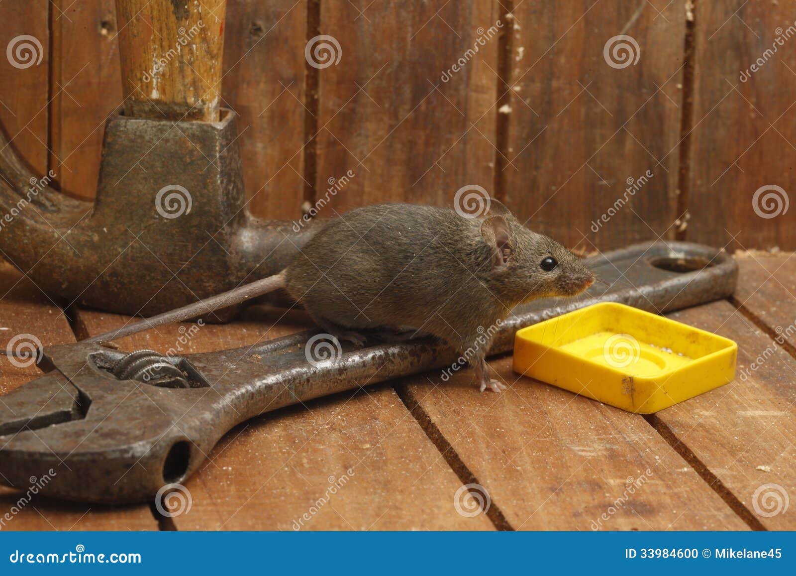 Husmus, Mus musculus, arkivfoto. Bild av djurliv, uthus - 33984600