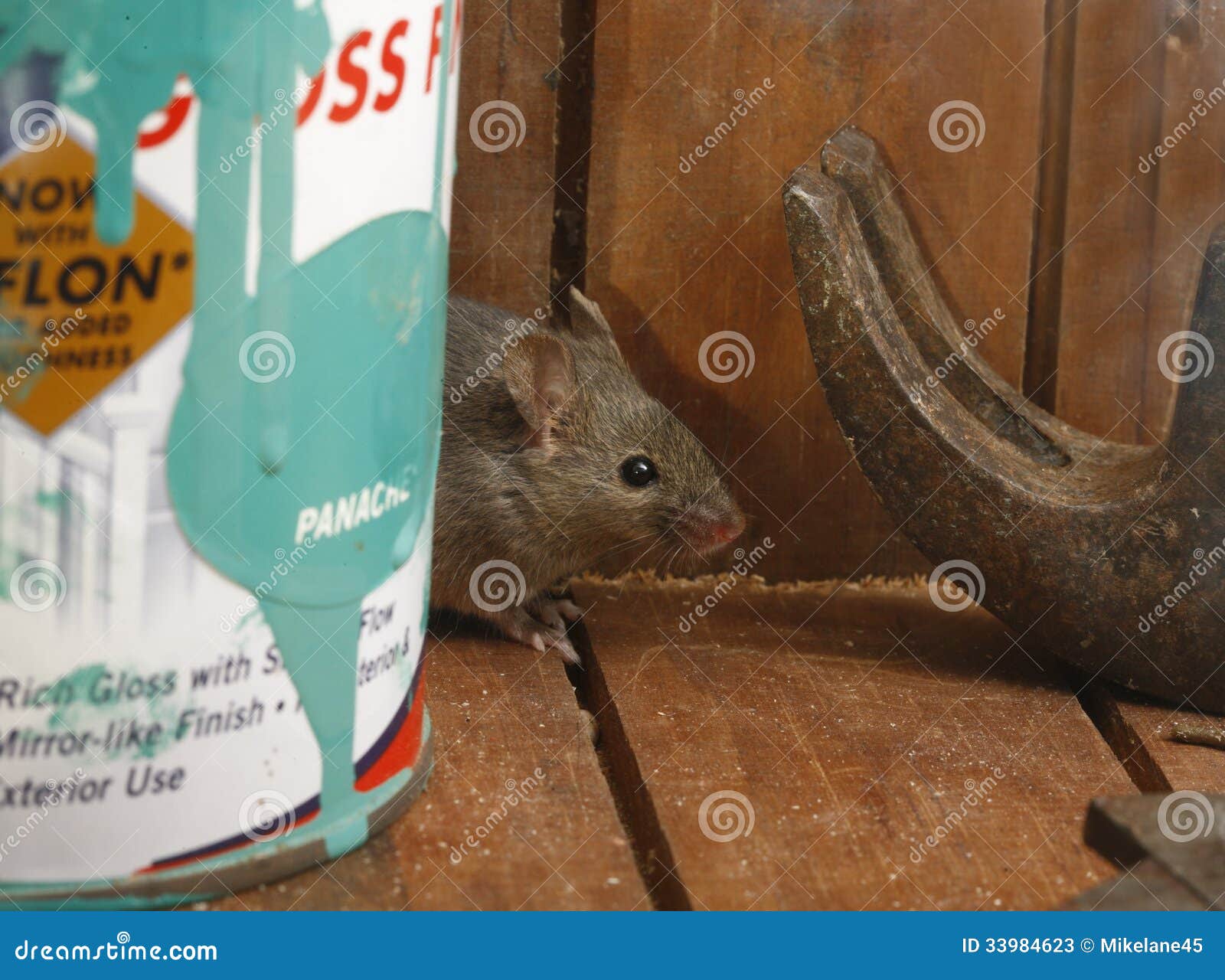 Husmus, Mus musculus, fotografering för bildbyråer. Bild av möss - 33984623